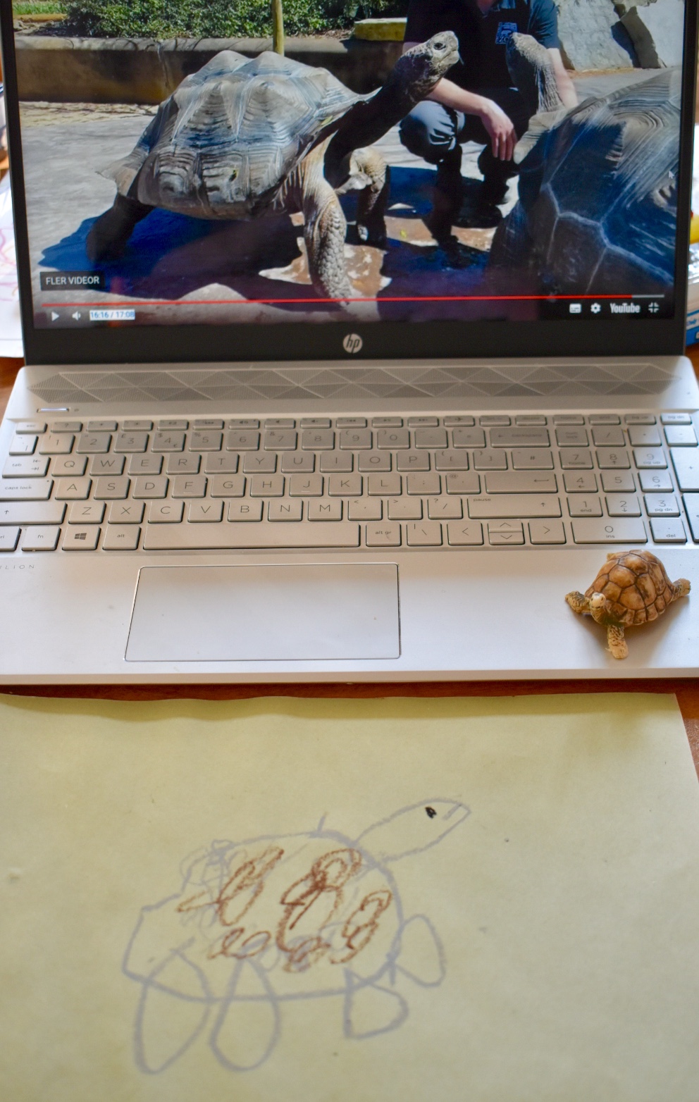 Learning About Porcupines, Sloths & Other Animals, With The Home Safari ...