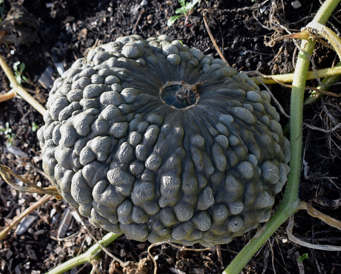 An October Visit to Sissinghurst Castle Garden – Sensational Learning ...