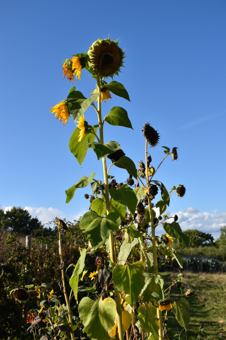 An October Visit to Sissinghurst Castle Garden – Sensational Learning ...